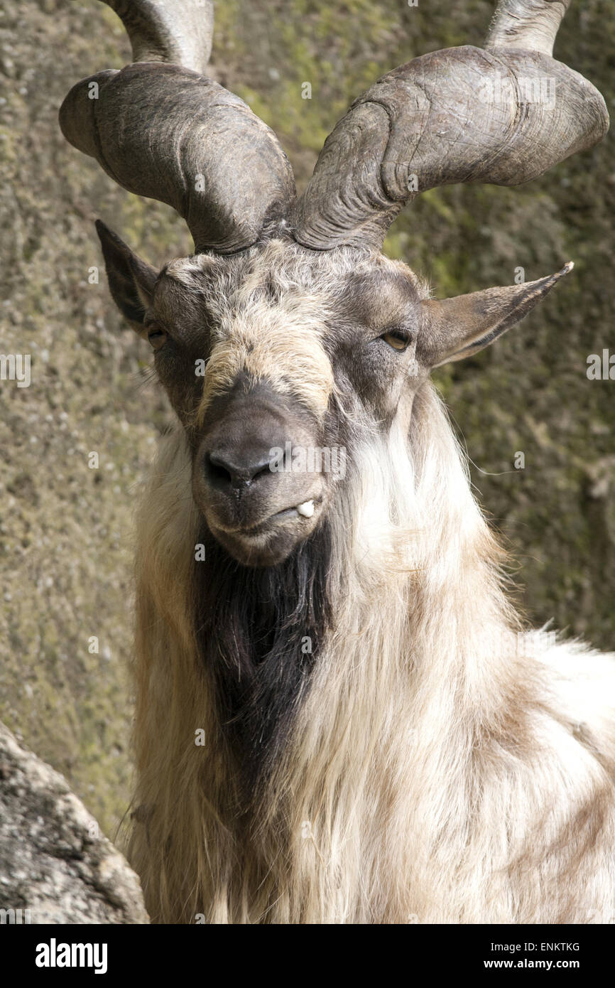 Markhor hi-res stock photography and images - Alamy