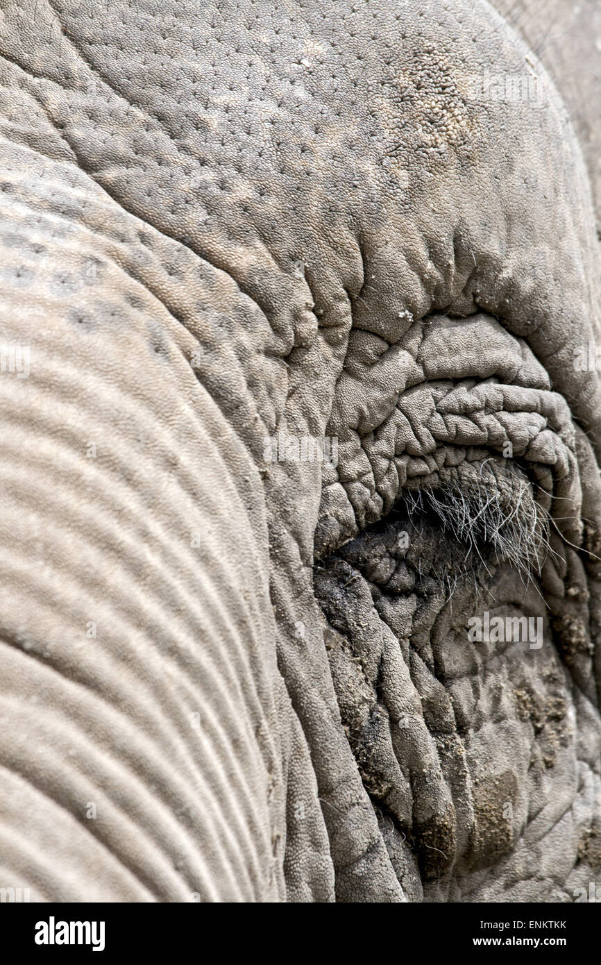 Eye of an elephant Stock Photo - Alamy