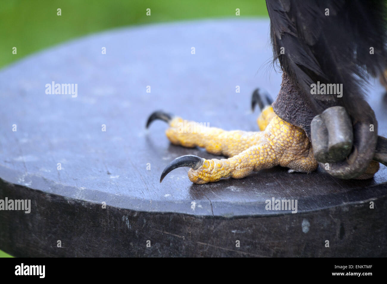 Eagle claws hi-res stock photography and images - Alamy