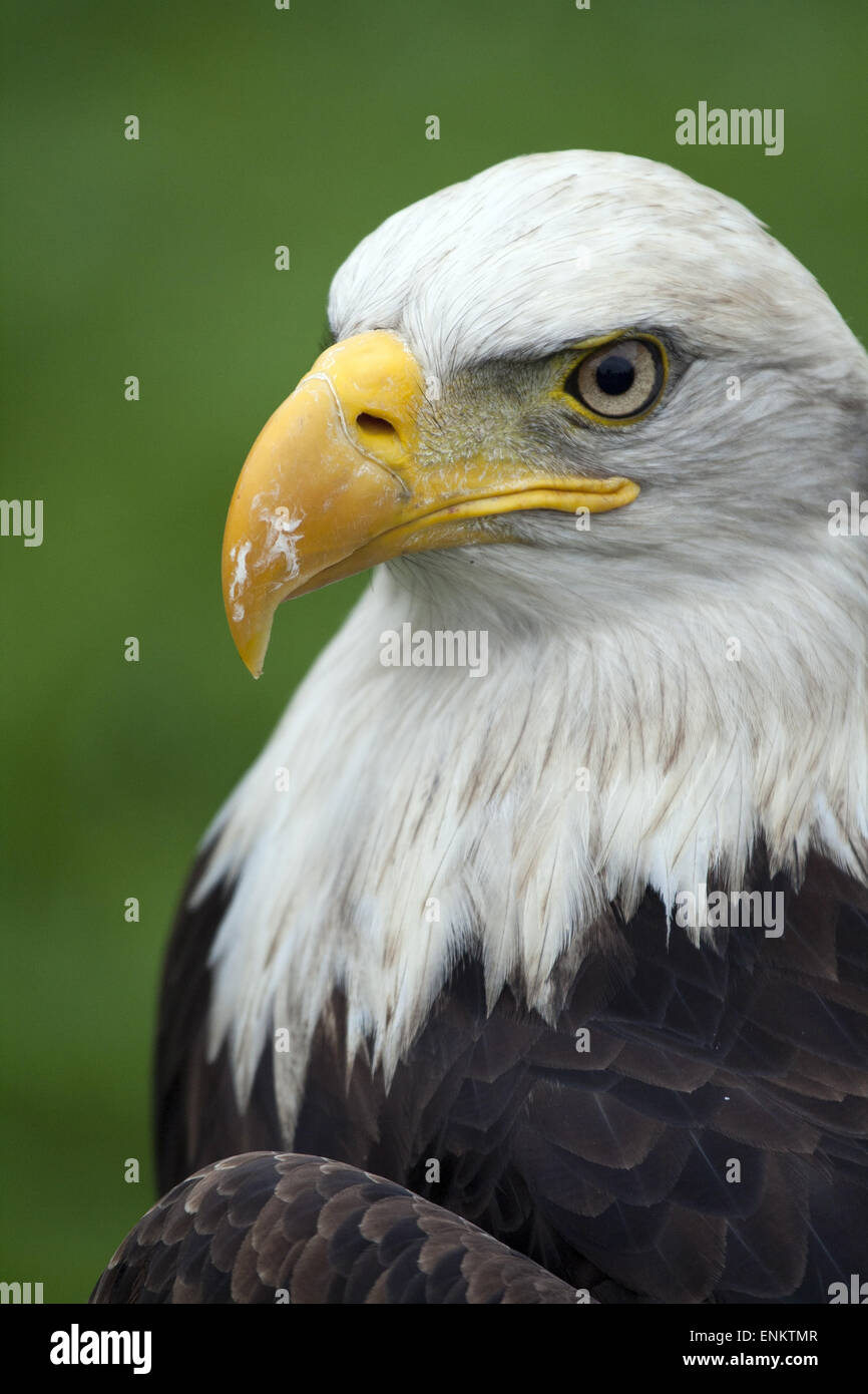 A beautiful american white-headed eagle Stock Photo - Alamy