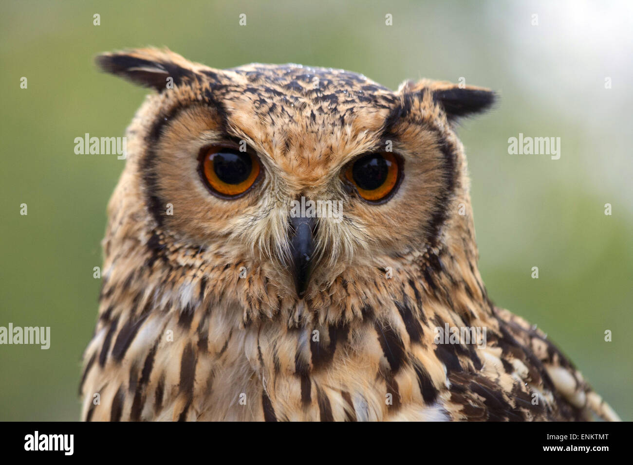 Portrait f a owl Stock Photo - Alamy