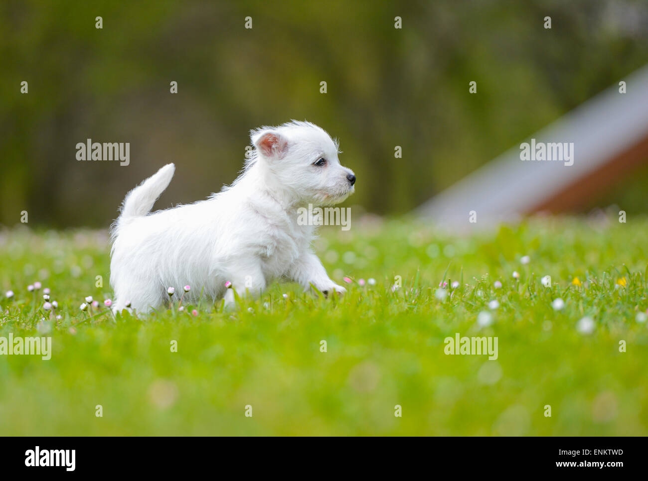 Westi Puppy - Dog West Highland Whithe Stock Photo - Alamy