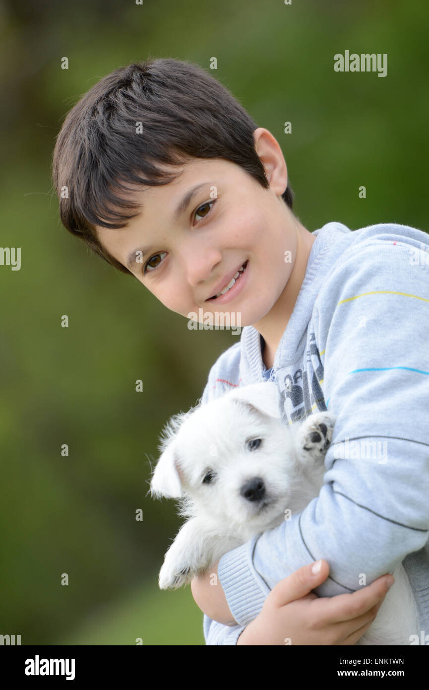 Westi Puppy - Dog West Highland Whithe Stock Photo - Alamy