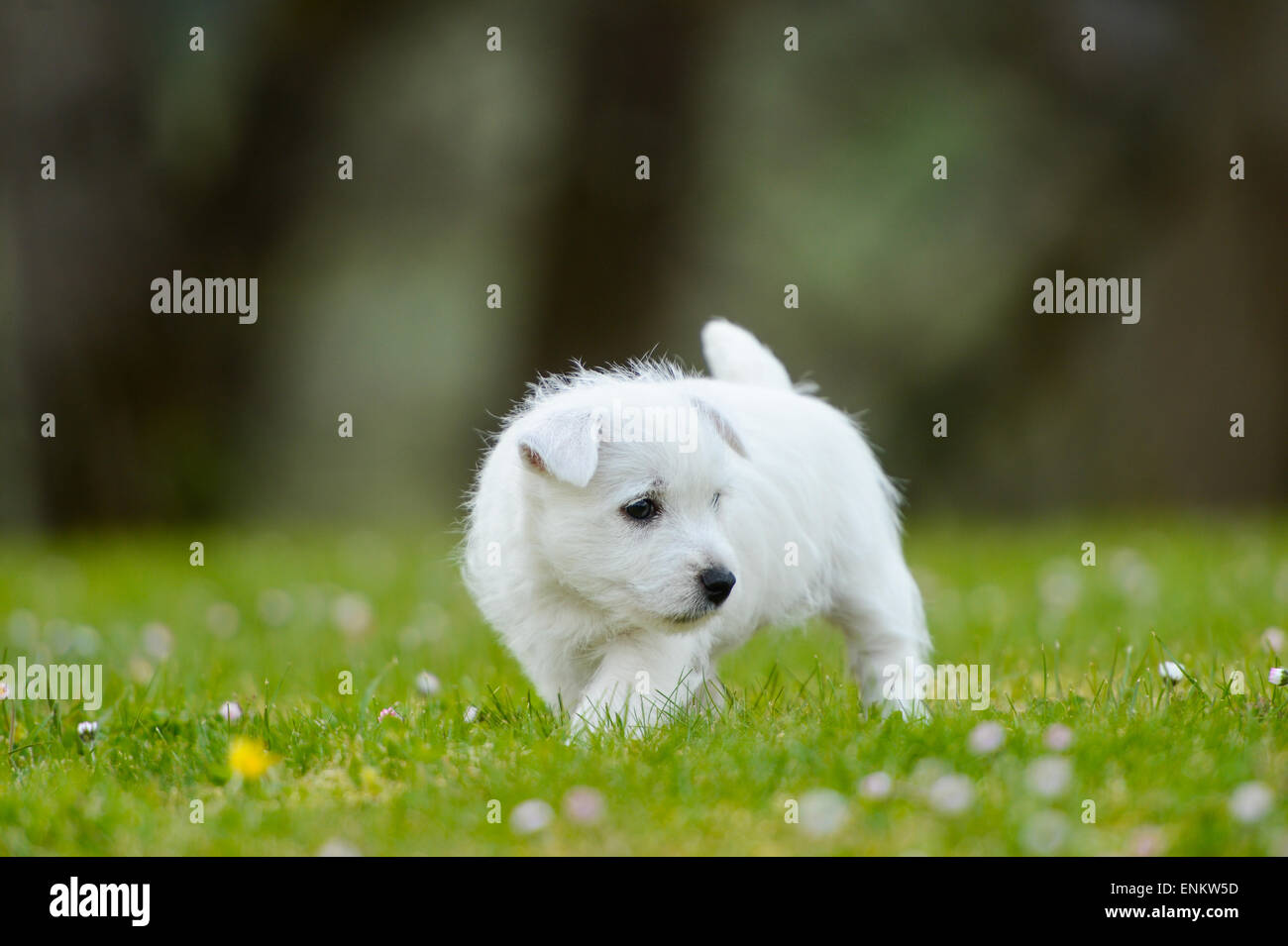 Westi Puppy - Dog West Highland Whithe Stock Photo - Alamy