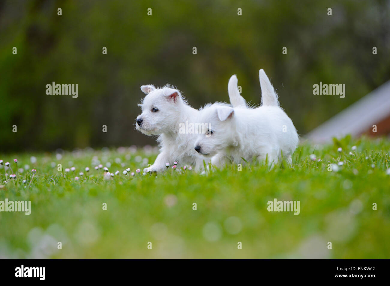 Westi Puppy - Dog West Highland Whithe Stock Photo - Alamy