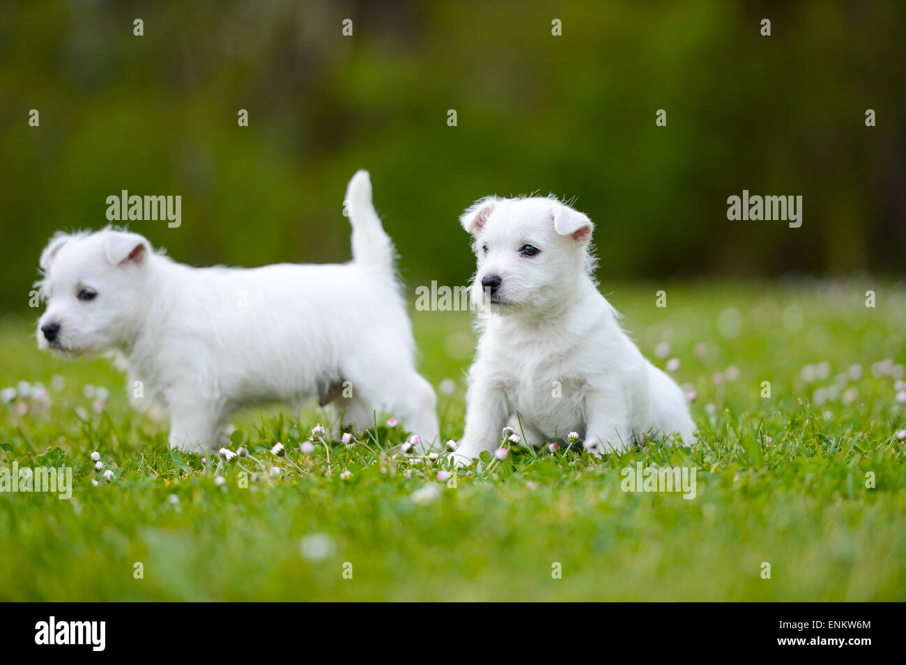 Westi Puppy - Dog West Highland Whithe Stock Photo - Alamy