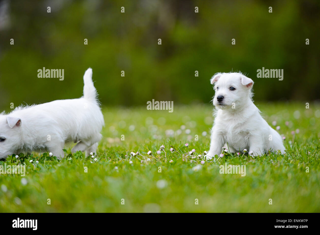 Westi Puppy - Dog West Highland Whithe Stock Photo - Alamy