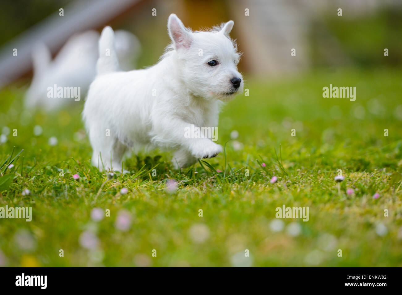 Westi Puppy - Dog West Highland Whithe Stock Photo - Alamy