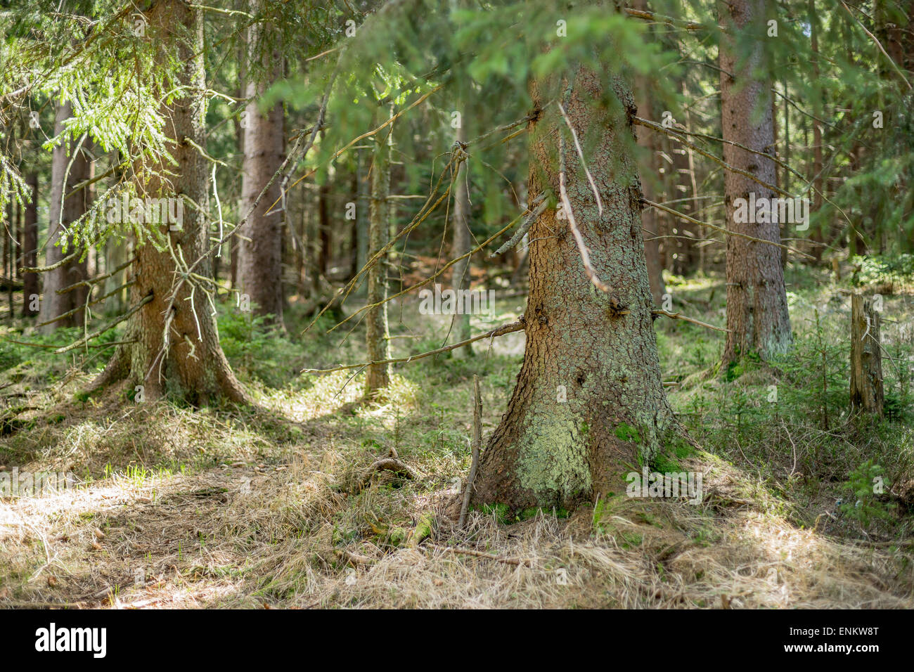 Spring early tree hi-res stock photography and images - Alamy