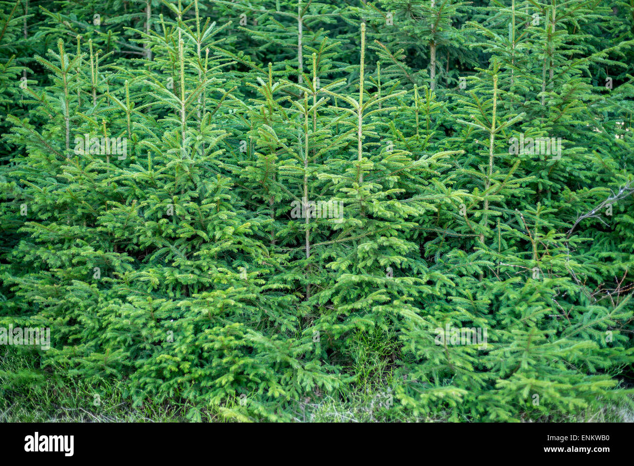 Picea trees hi-res stock photography and images - Alamy