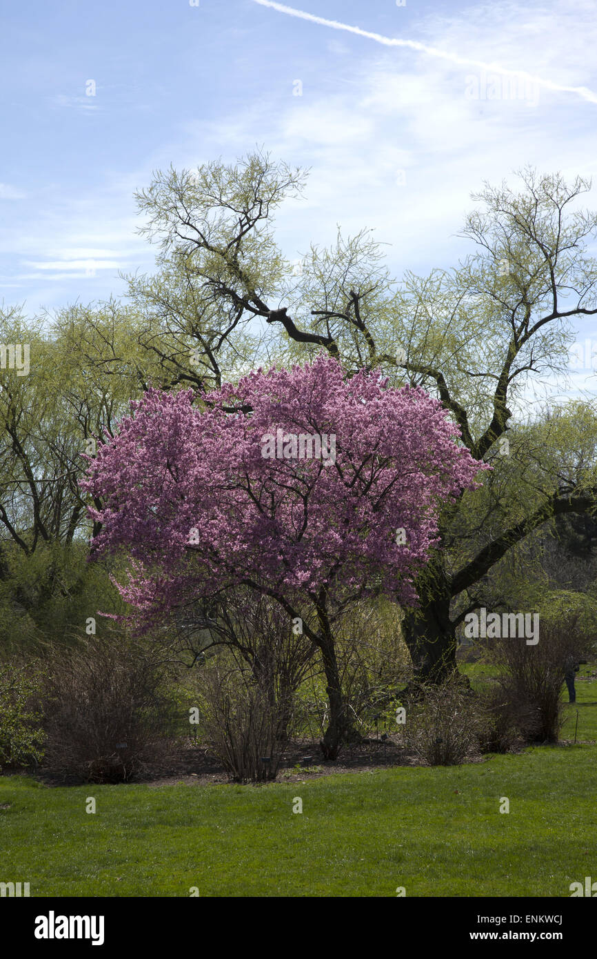 Flowering Cherry Tree at the Brooklyn Botanic garden, Brooklyn, NY ...