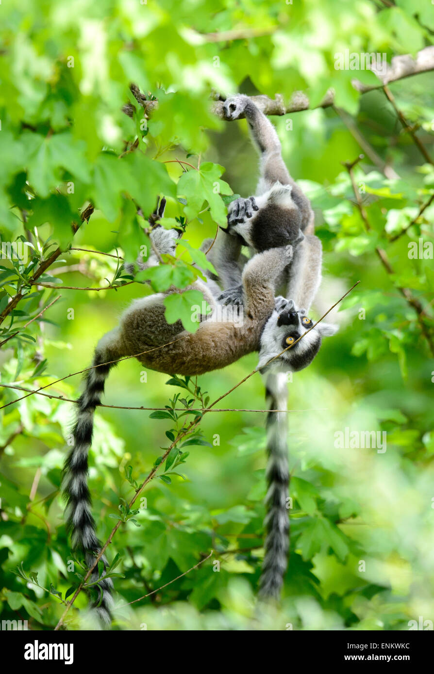 Two young ring-tailed lemurs fight while holding on to a tree branch at ...