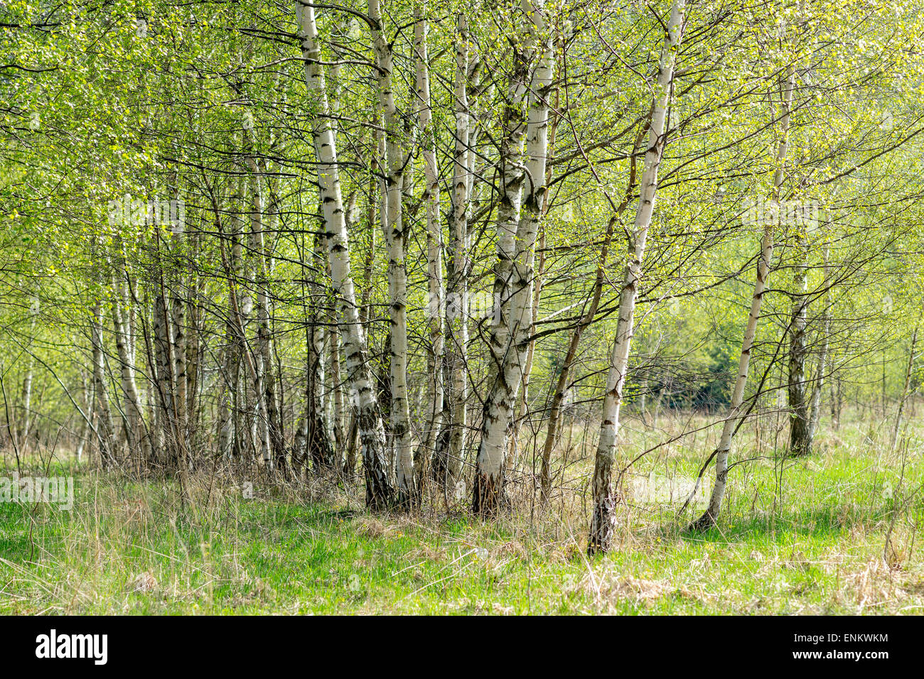 Young silver warty birch trees with fresh green spring leaves Betula ...