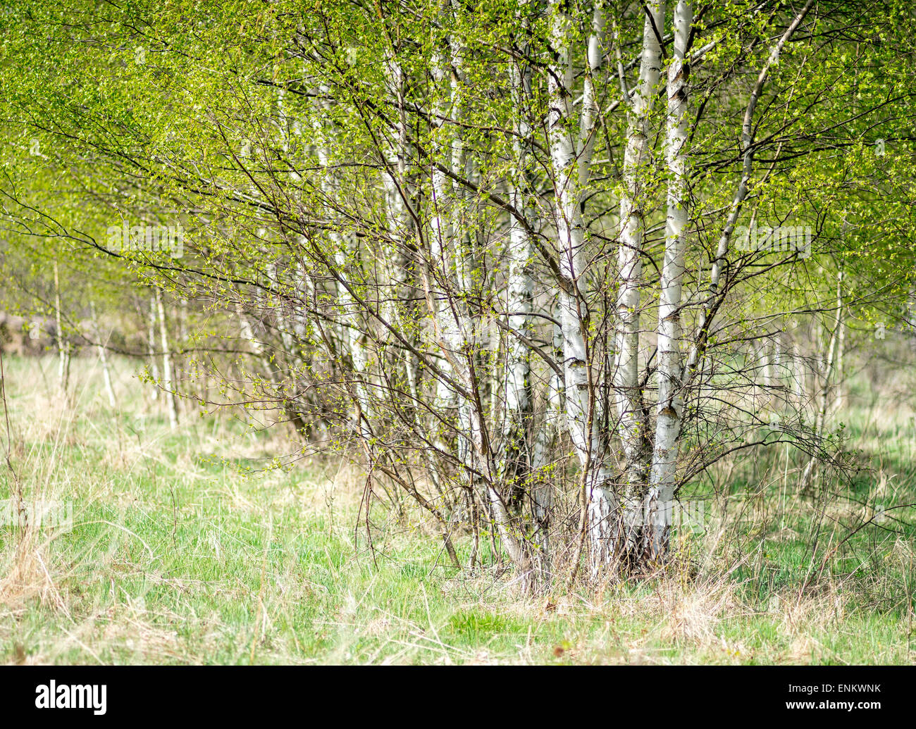 Young silver warty birch trees with fresh green spring leaves Betula ...