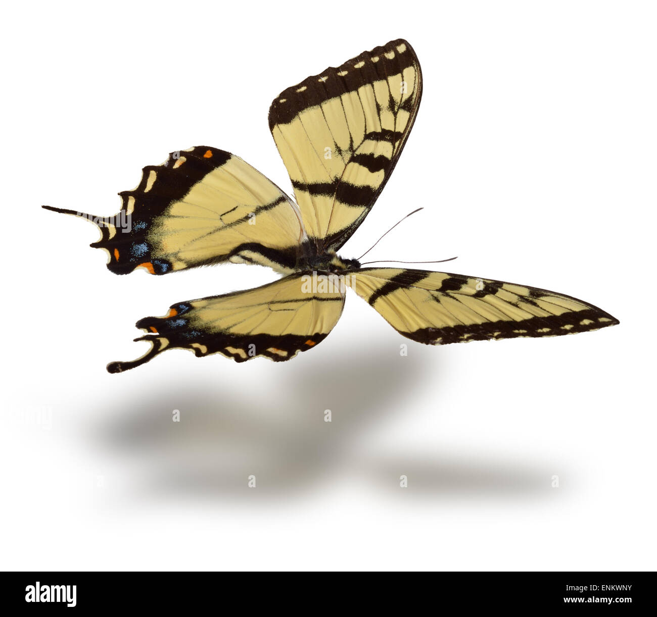 Canadian tiger swallowtail Cut Out Stock Images & Pictures - Alamy