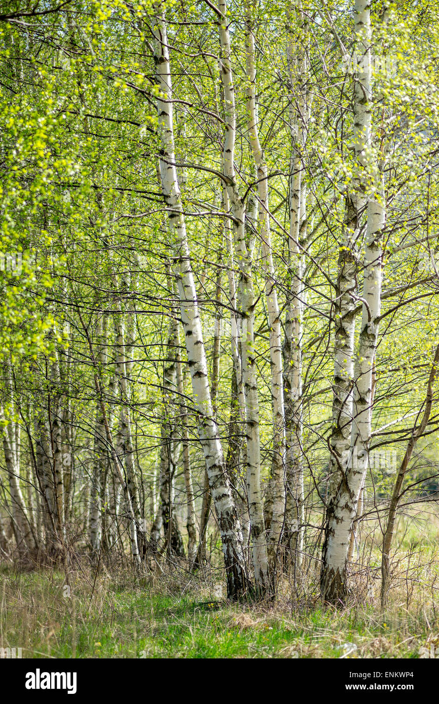 Young silver warty birch trees with fresh green spring leaves Betula ...