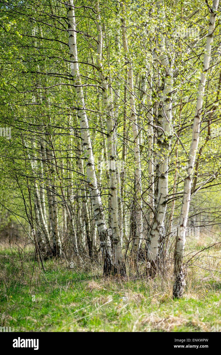 Young Birch Trees High Resolution Stock Photography and Images - Alamy