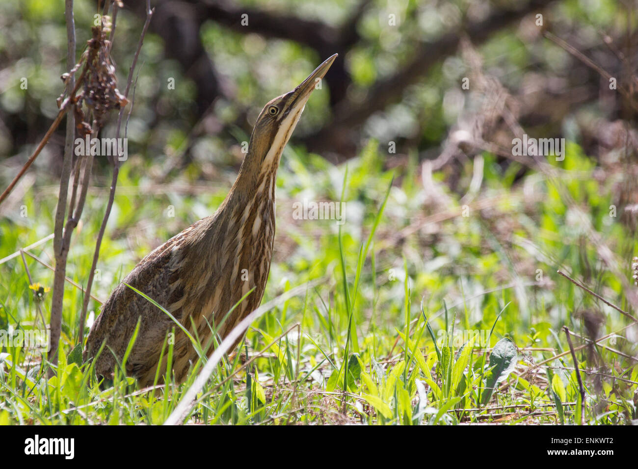 An American bittern hides in the grass Stock Photo - Alamy