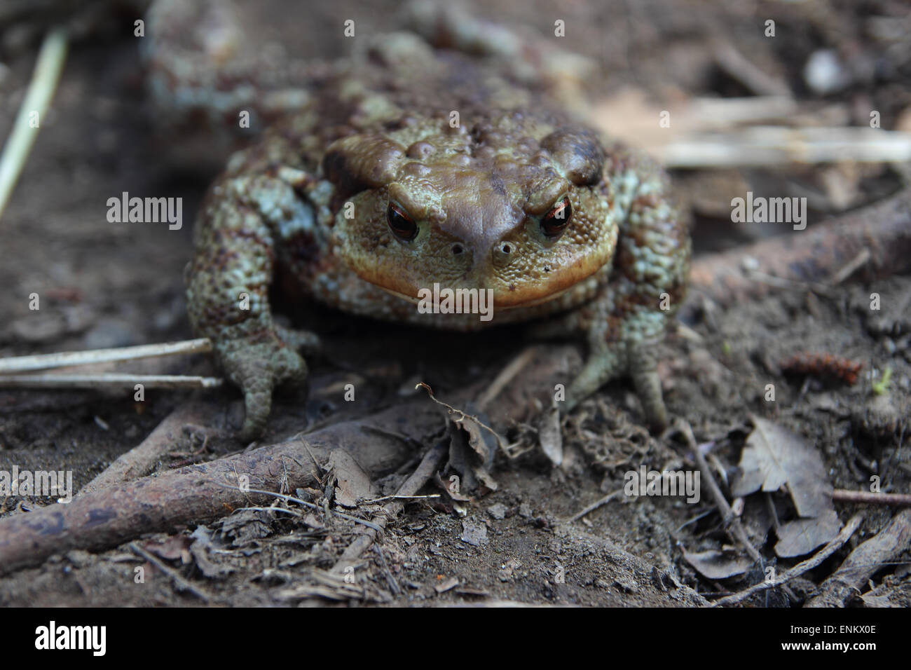 female brown toad in a frontal view Stock Photo - Alamy