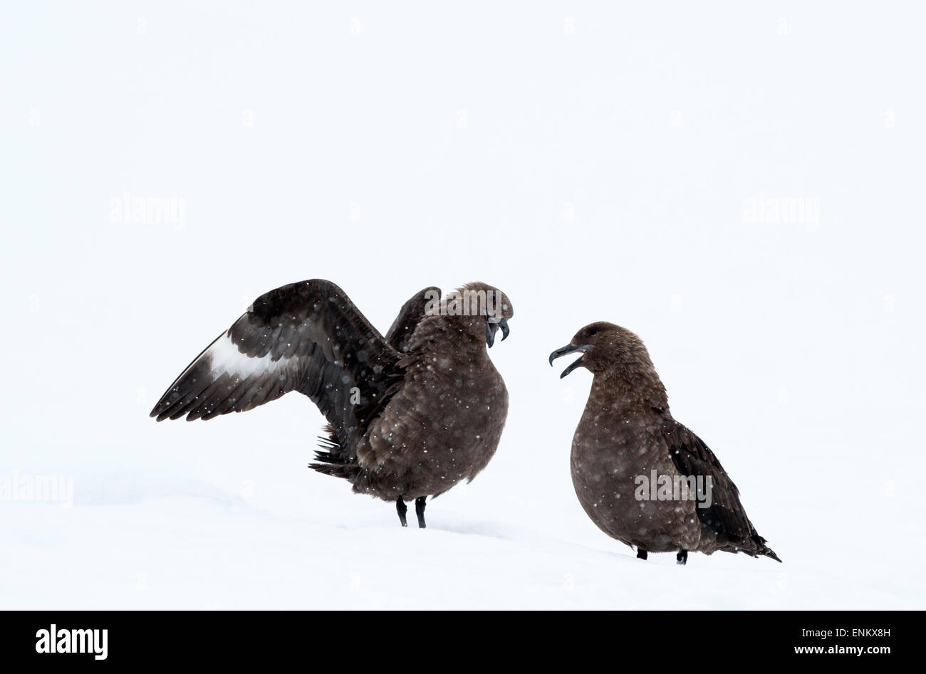 Skuas birds hi-res stock photography and images - Alamy