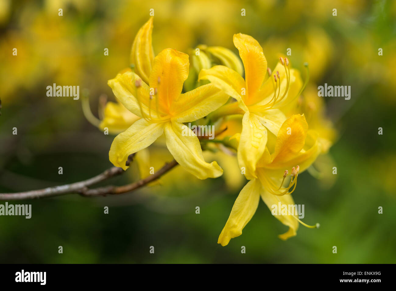 Yellow azalea Rhododendron luteum flowers close up fragrant Stock Photo ...