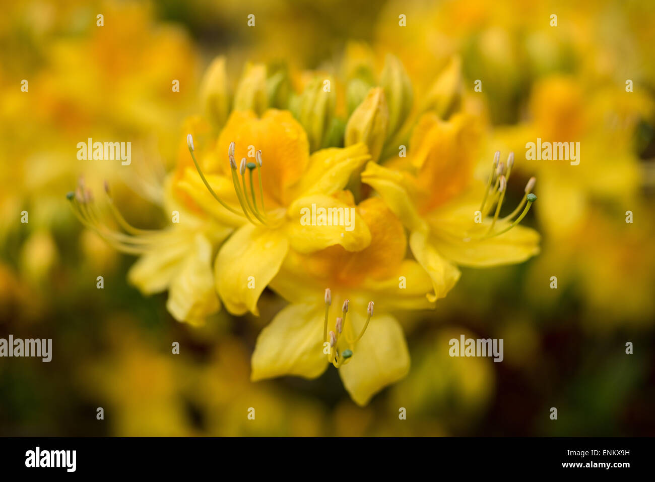 Yellow azalea Rhododendron luteum flowers close up fragrant Stock Photo ...
