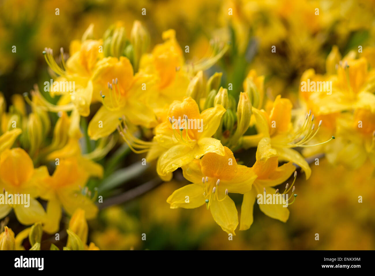 Yellow azalea Rhododendron luteum flowers close up fragrant Stock Photo ...