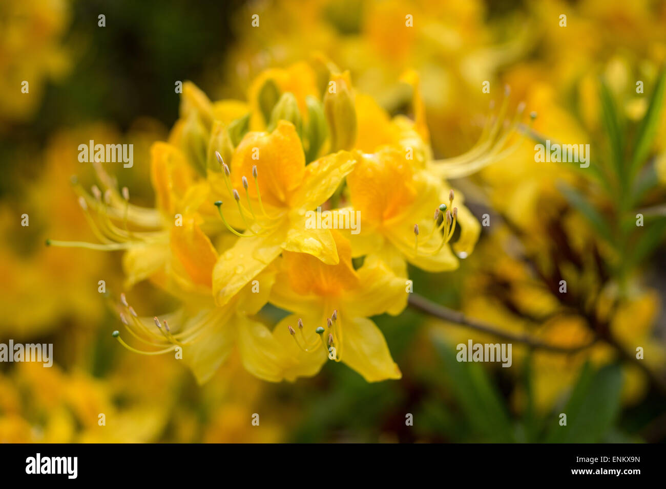 Yellow azalea Rhododendron luteum flowers close up fragrant Stock Photo ...
