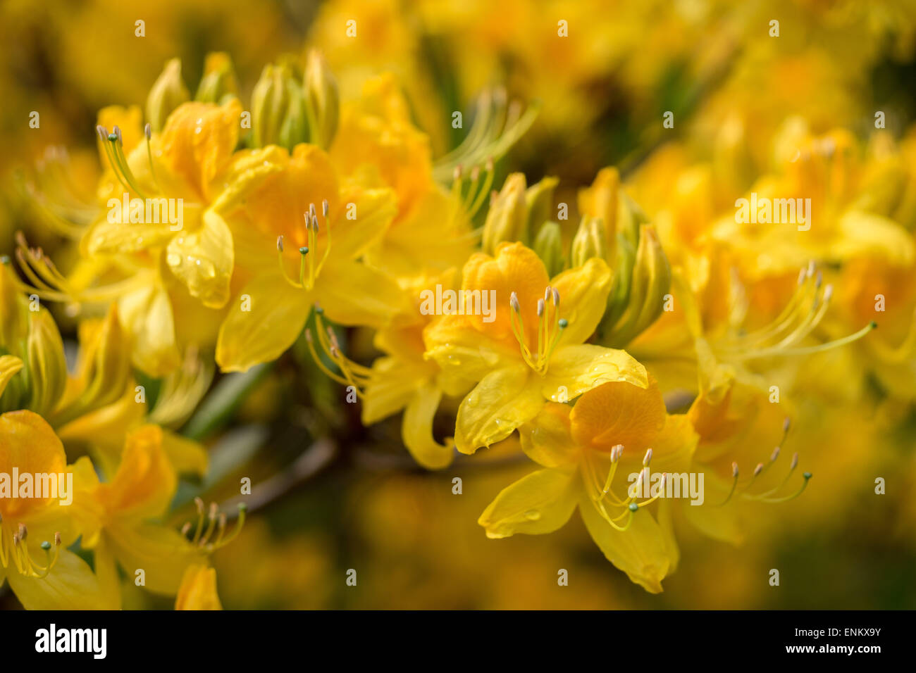 Yellow azalea Rhododendron luteum flowers close up fragrant Stock Photo ...