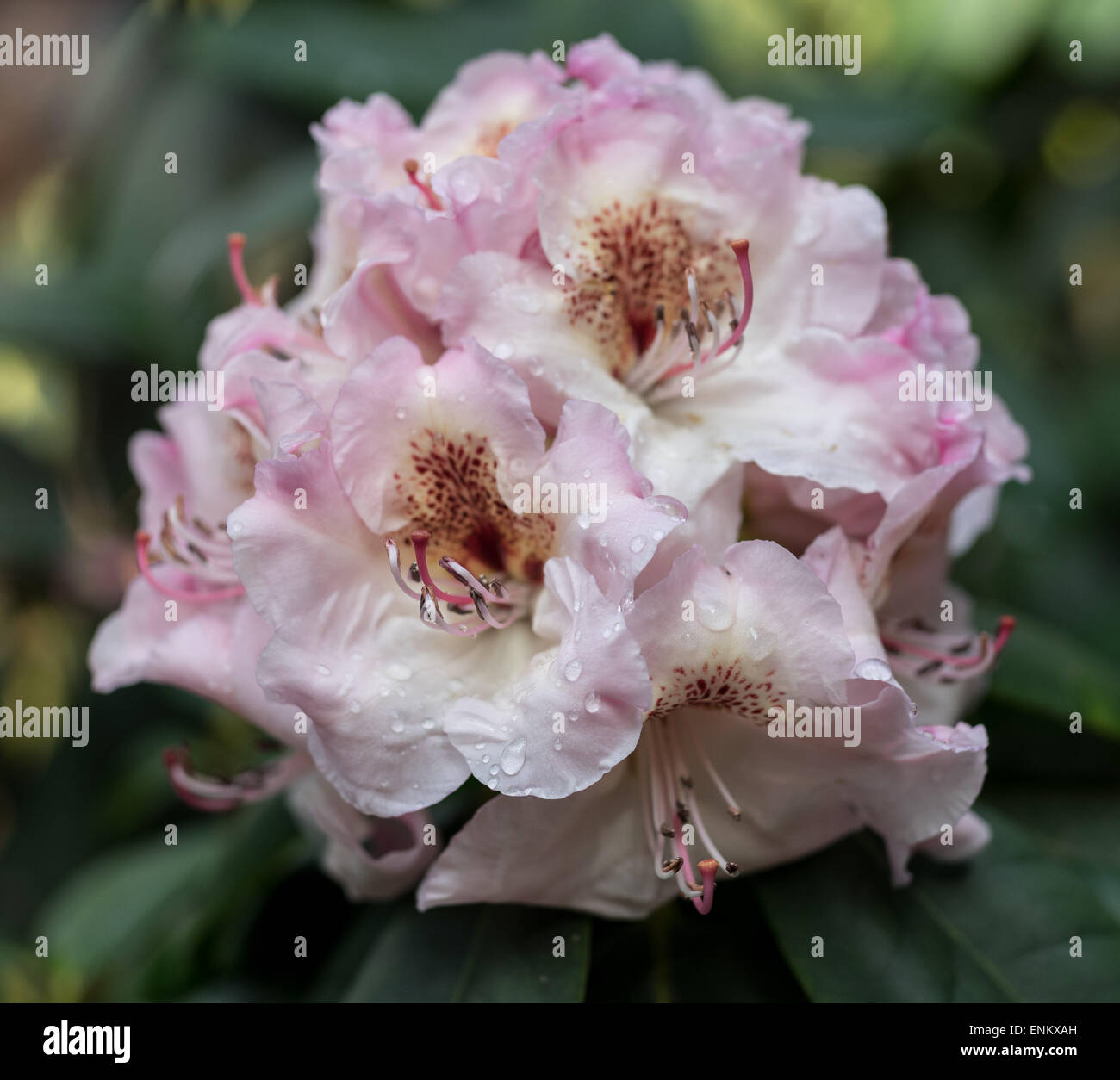 Pink and white Rhododendron Simona flowers close up Stock Photo - Alamy