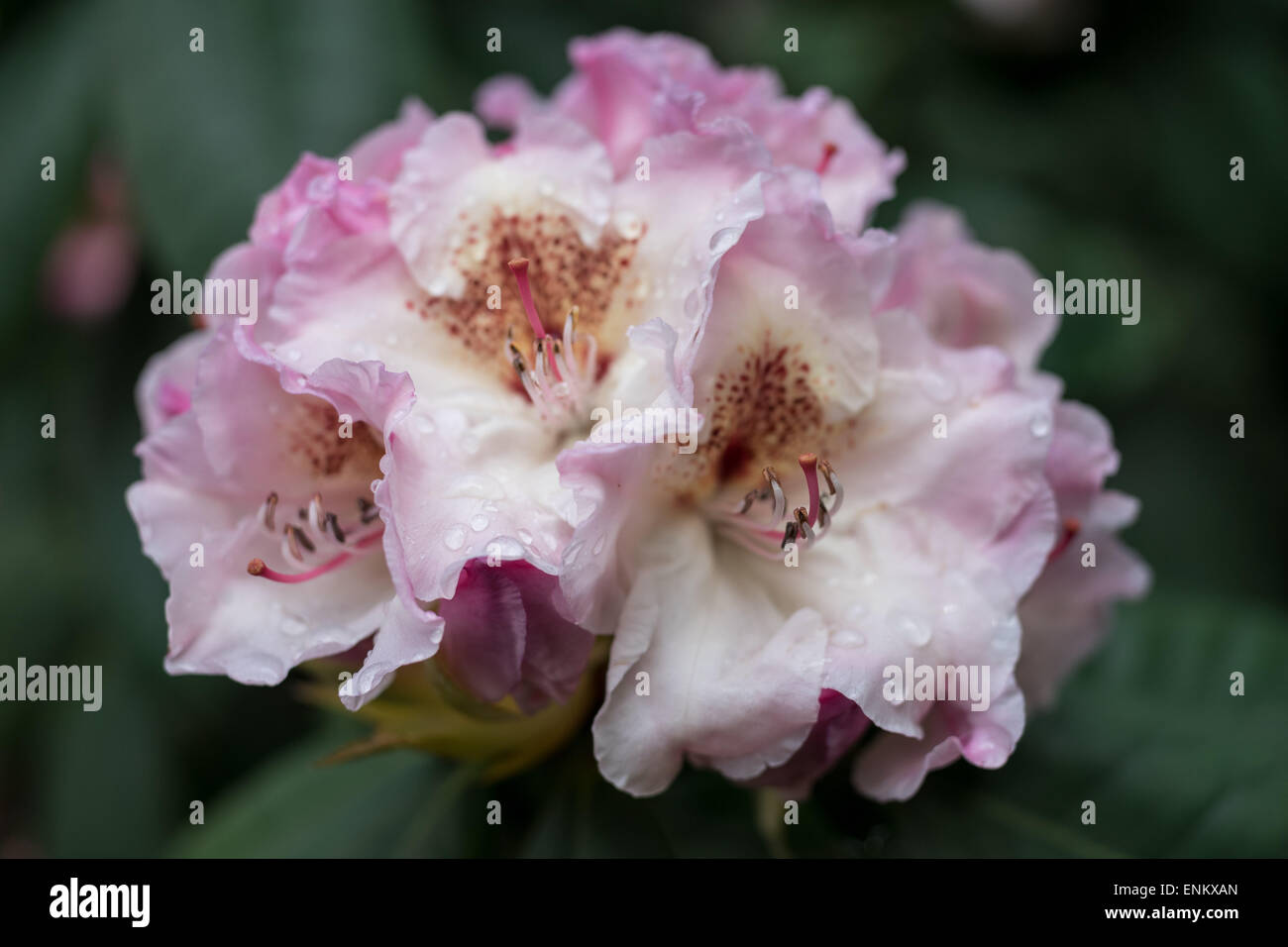 Pink and white Rhododendron Simona flowers close up Stock Photo - Alamy