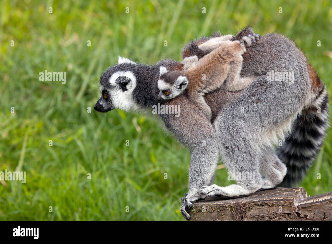 A Ring Tailed Lemur mother with her baby on her back Stock Photo - Alamy