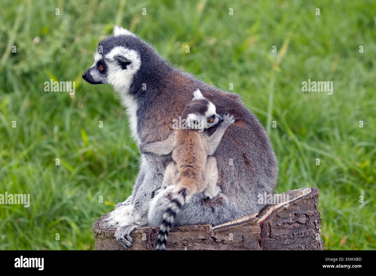 A Ring Tailed Lemur mother with her baby on her back Stock Photo - Alamy