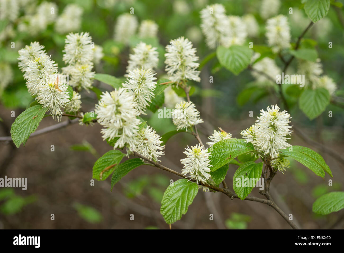 Large fothergilla blossom close up Fothergilla major Stock Photo - Alamy