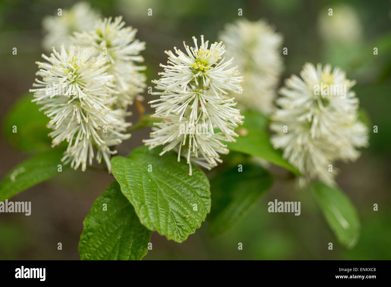 Large fothergilla blossom close up Fothergilla major Stock Photo - Alamy