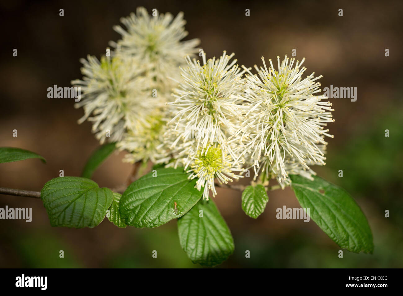 Large fothergilla blossom close up Fothergilla major Stock Photo - Alamy