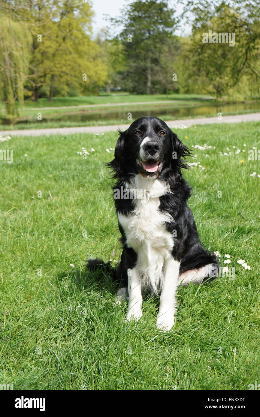 Border Collie Scottish Sheep Dog High Resolution Stock Photography and ...