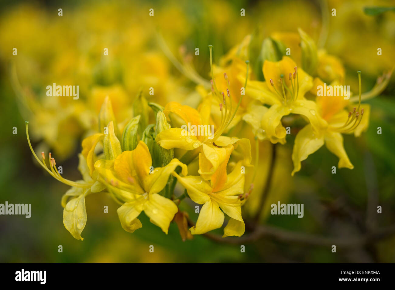 Yellow azalea Rhododendron luteum flowers close up fragrant Stock Photo ...