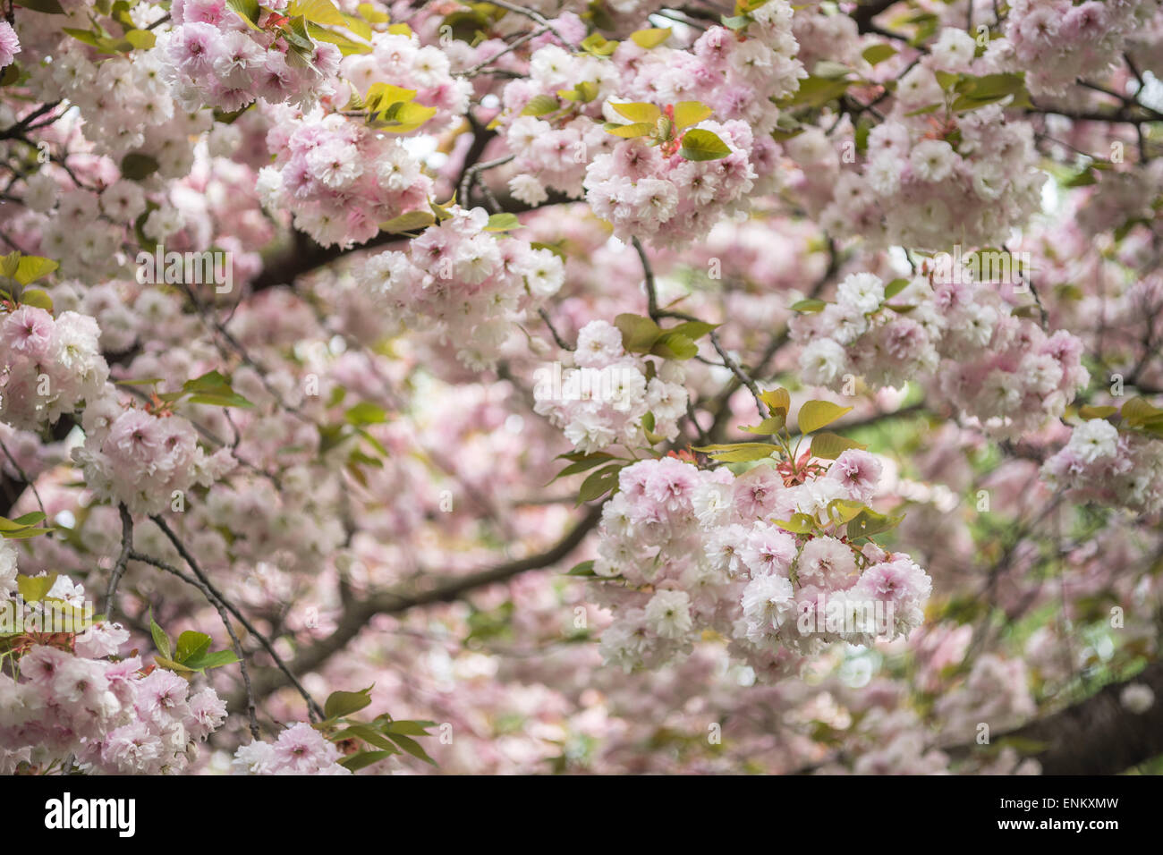 Pink ornamental cherry tree hi-res stock photography and images - Alamy