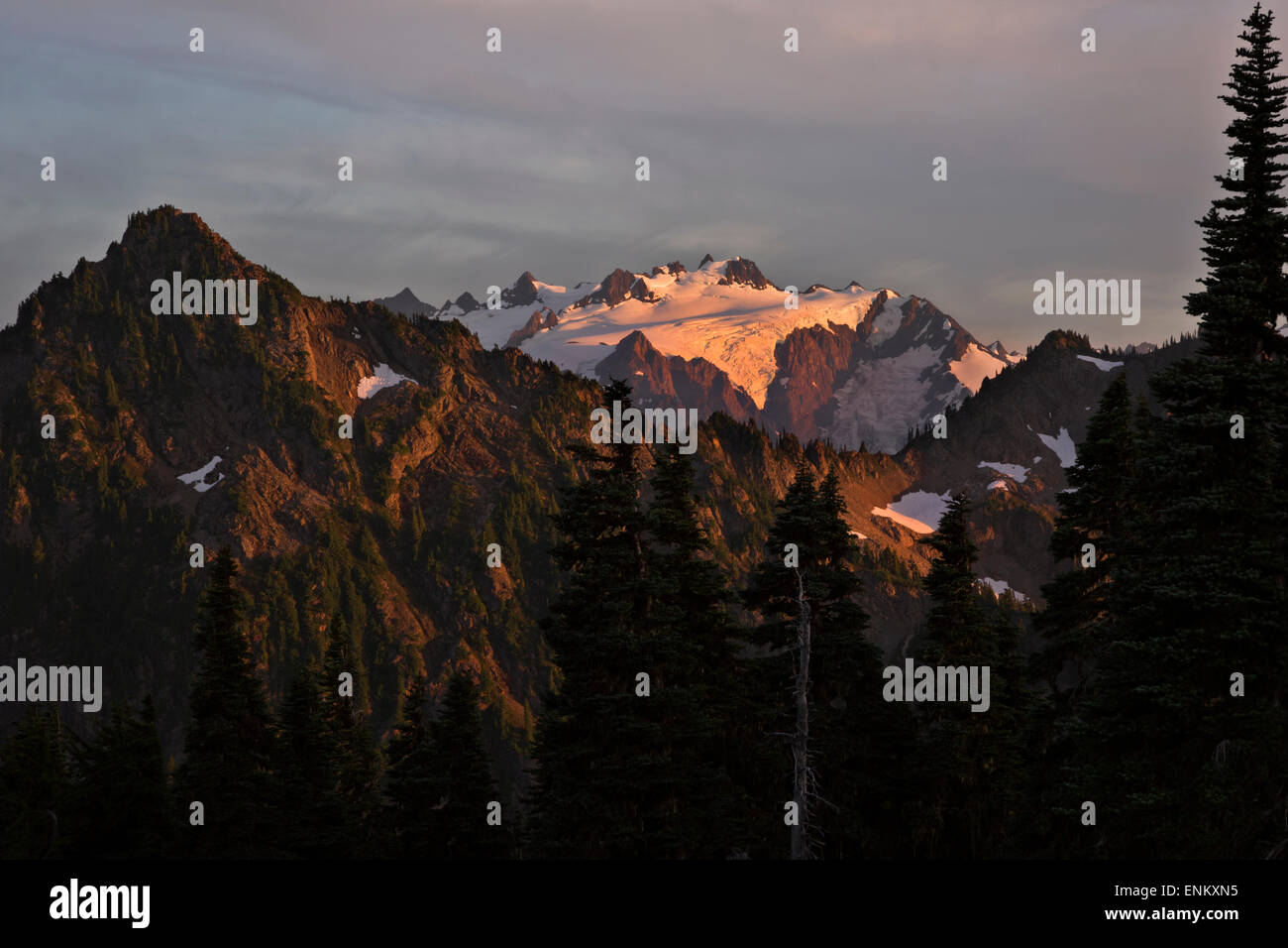 WA10640-00...WASHINGTON - Sunset on Mount Olympus from the open meadows ...