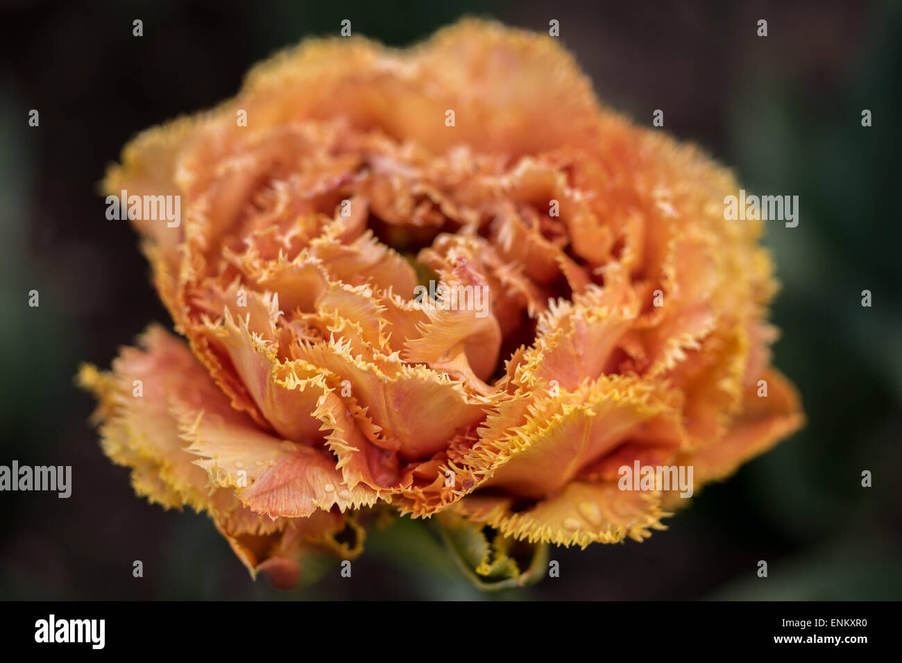 Orange tulip with toothed edges of petals Stock Photo - Alamy
