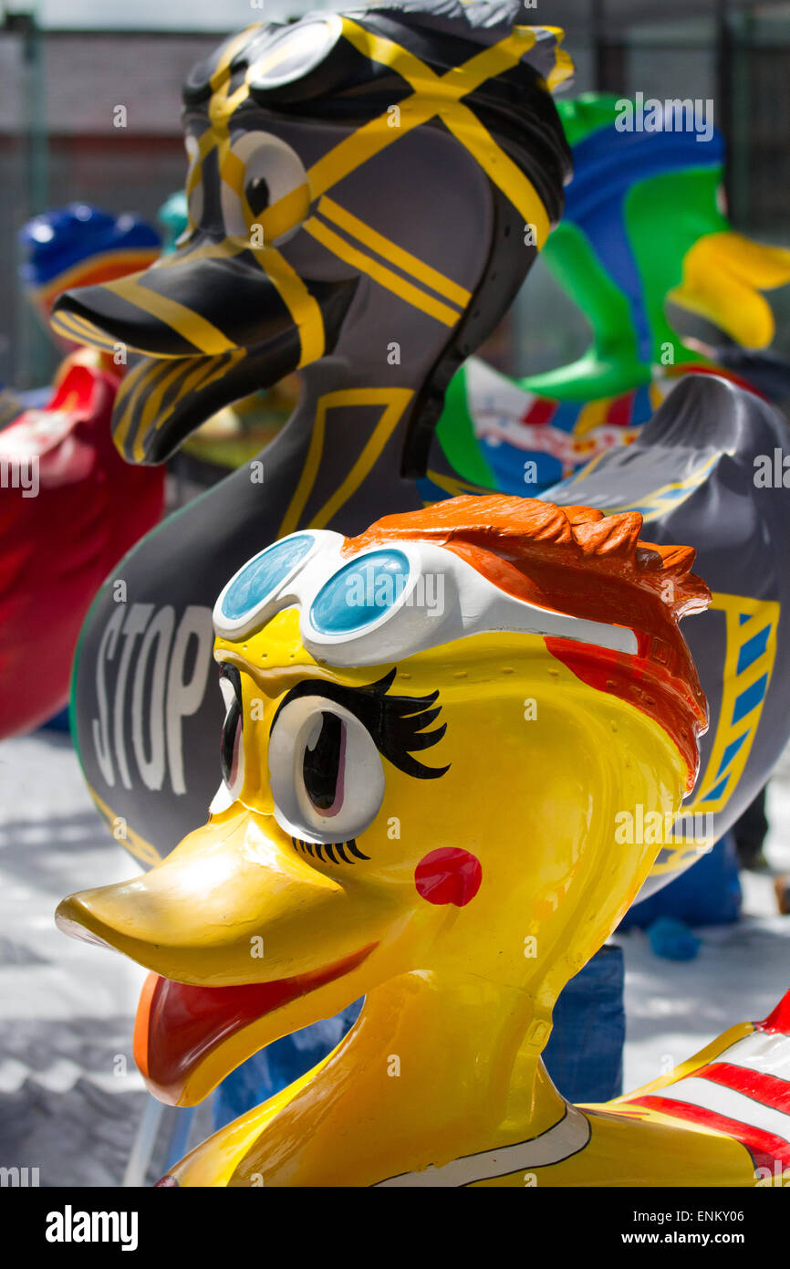 Liverpool, Merseyside, UK 7th May, 2015 Giggles Charity Ducks execute ...