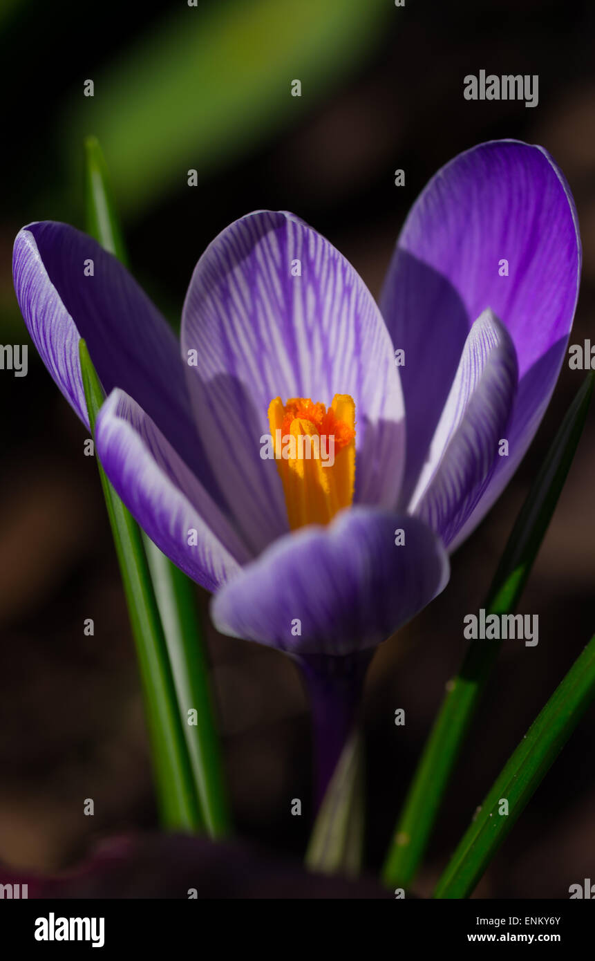 Crocus wild flower hi-res stock photography and images - Alamy