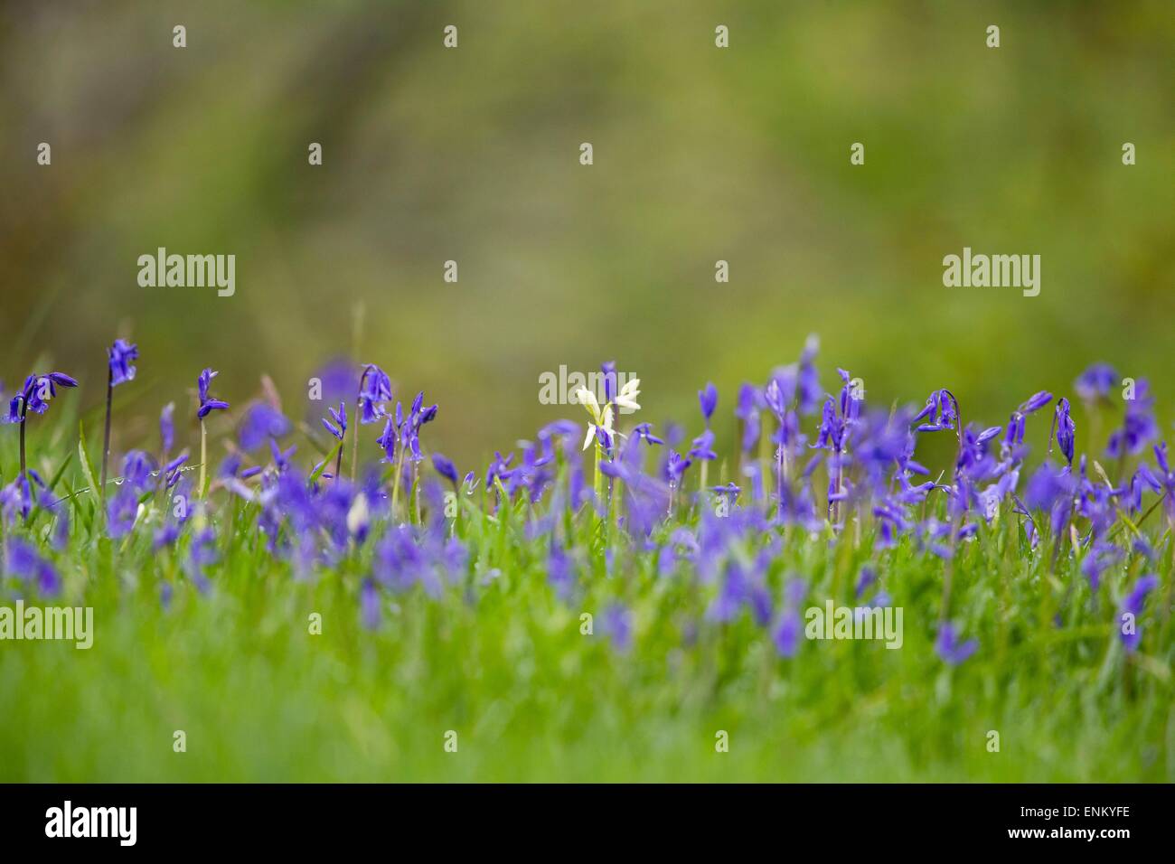 Mid wales bluebells hi-res stock photography and images - Alamy