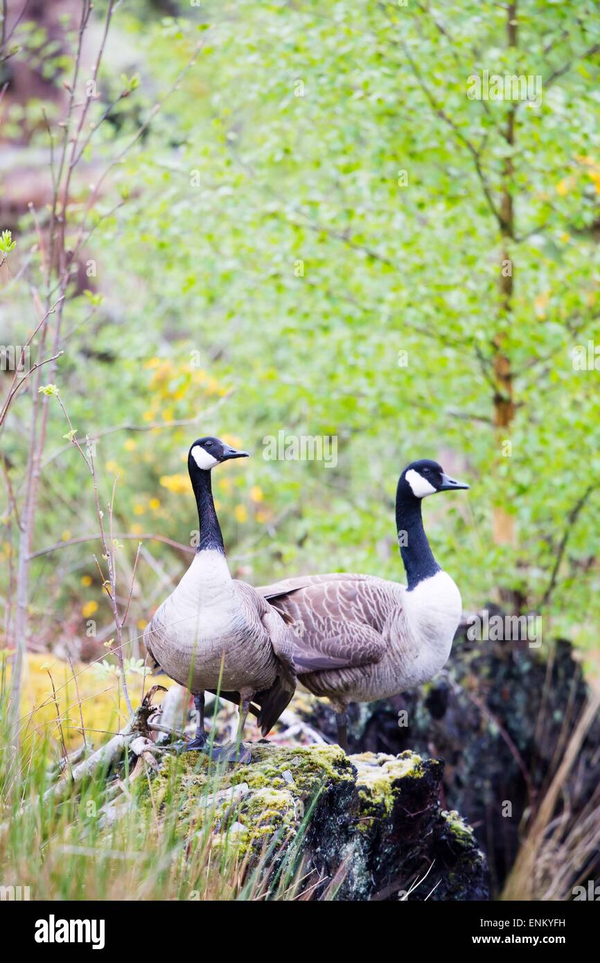 Canada Geese (Branta canadensis) at Ynyshir RSPB reserve Stock Photo ...