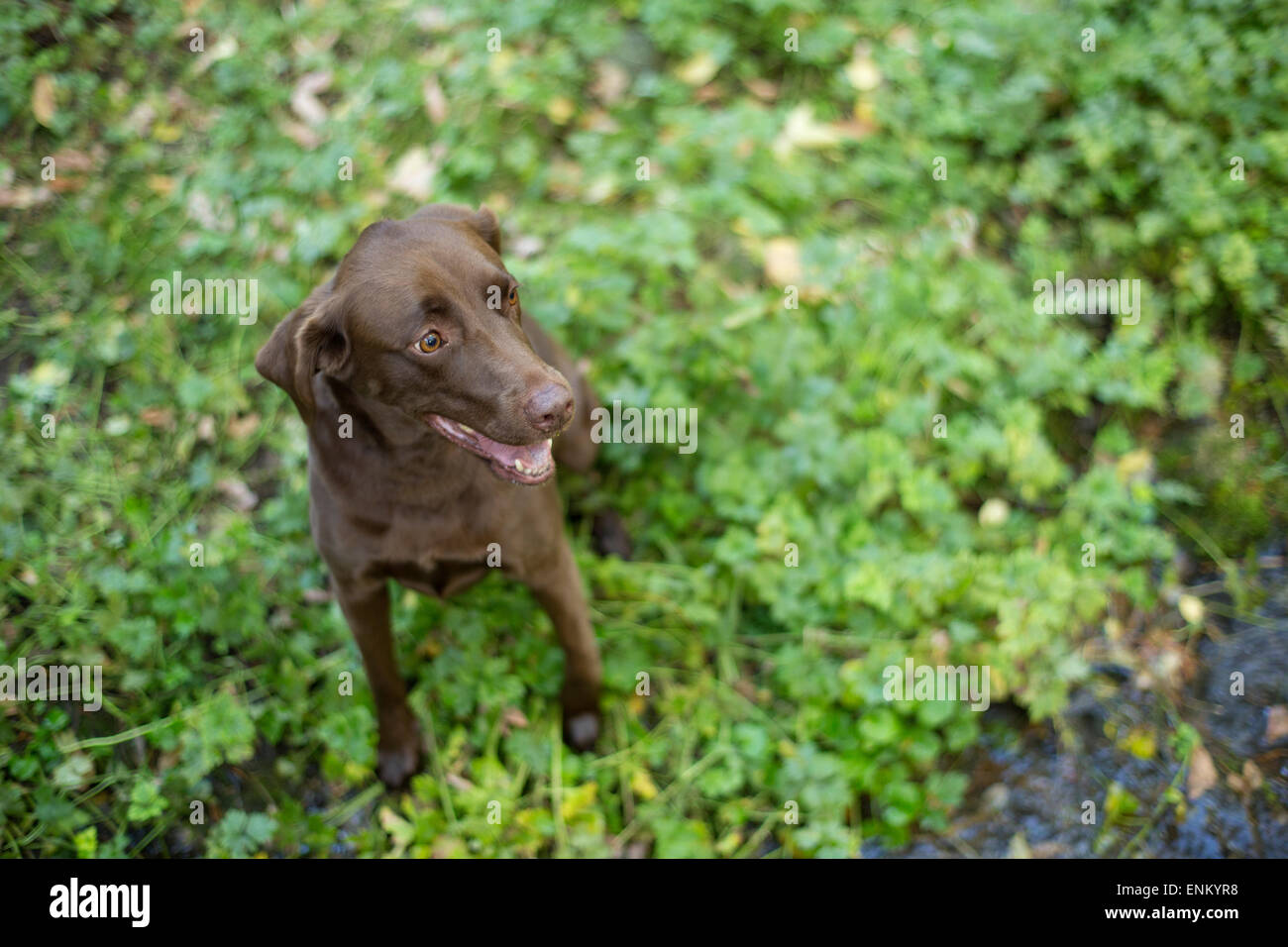 A dog checks out a forest stream Stock Photo - Alamy