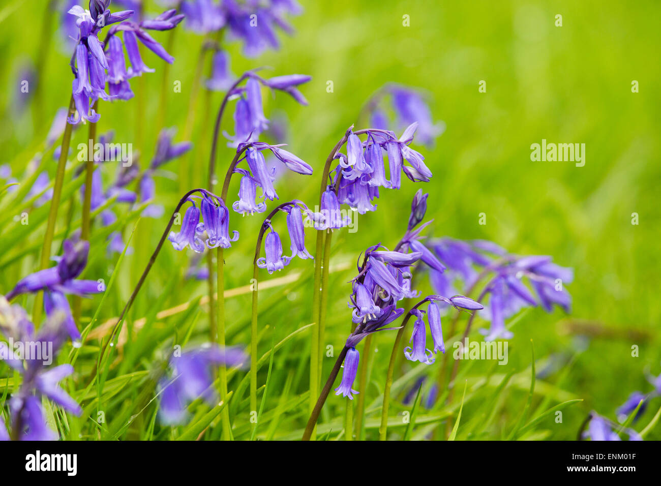 Mid wales bluebells hi-res stock photography and images - Alamy