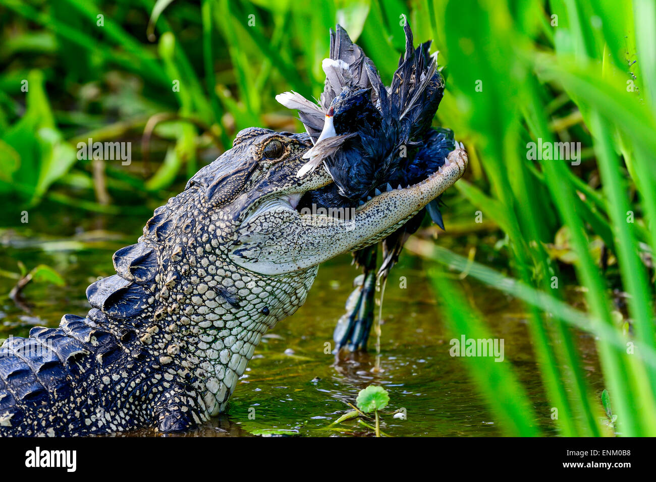 american alligator, viera wetlands Stock Photo - Alamy