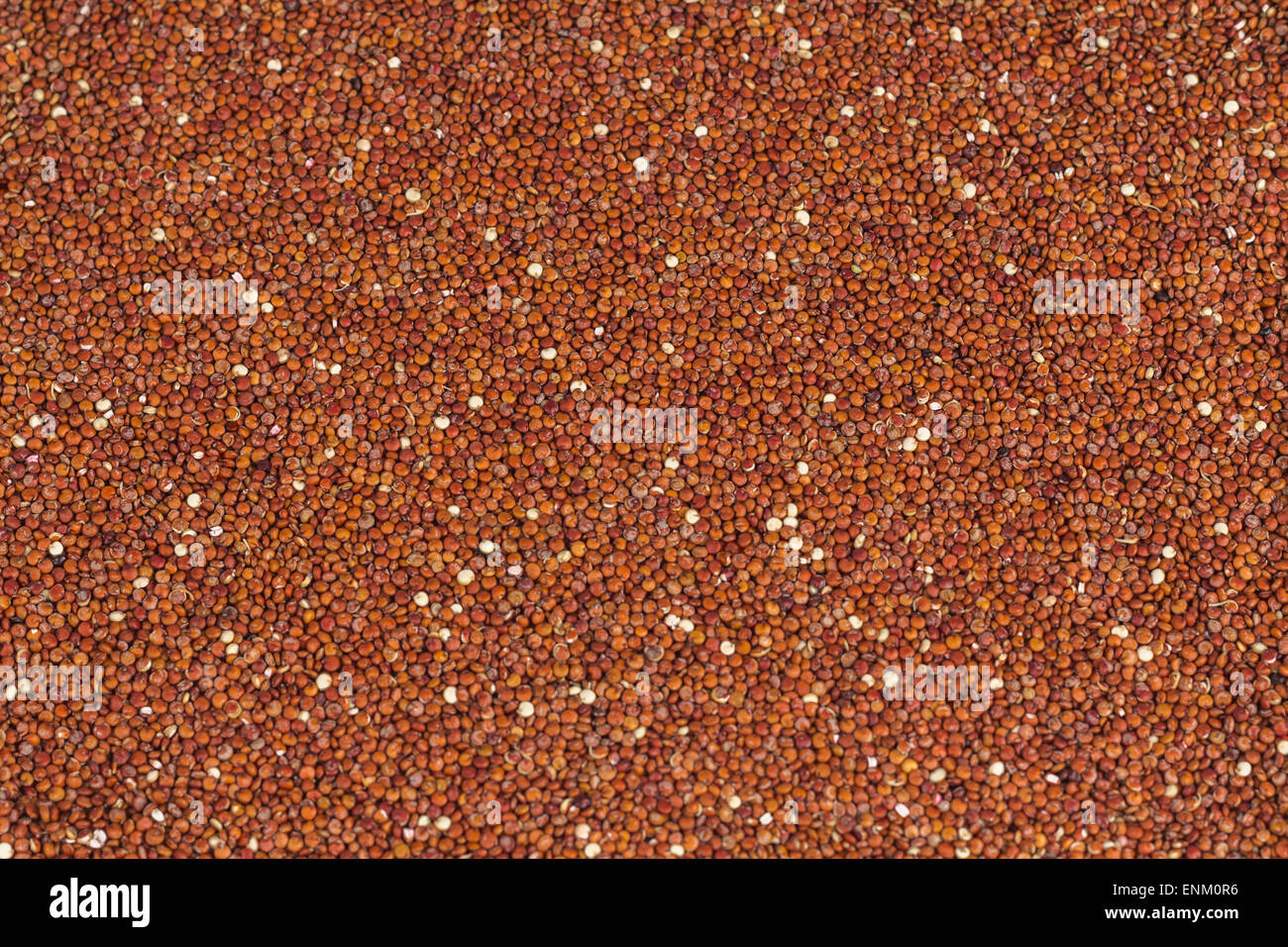 Red quinoa, a South American grain, in textured food background Stock ...