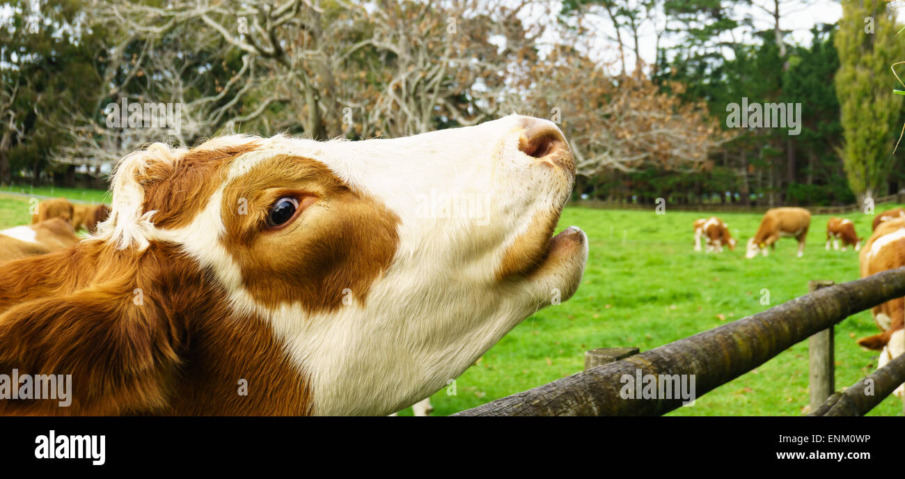 Hereford cow lifts its head over wooden rail of fence Stock Photo - Alamy